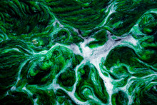 Pond Scum Texture II Free Stock Photo - Public Domain Pictures
