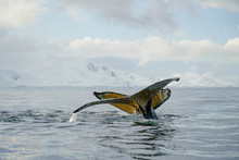 Two Whales Dancing Free Stock Photo - Public Domain Pictures