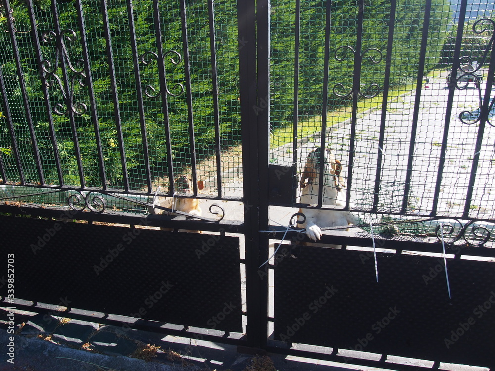 Dogs barking over a fence, Camino de Santiago, Way of St. James ...