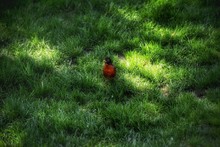 American Robin In Grass Close-up Free Stock Photo - Public Domain Pictures