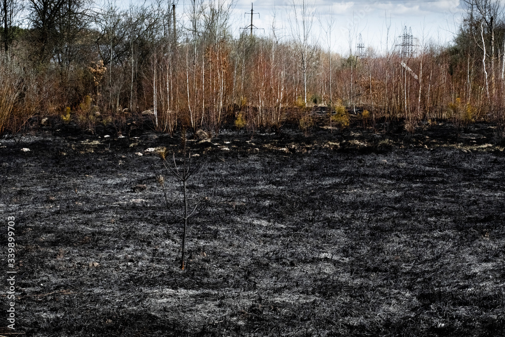 Effects of grass fire on soils. Charred grass after a spring fire ...