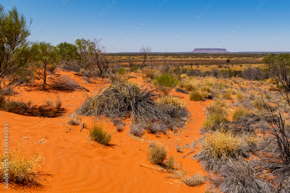 Australian outback landscape with Mount Conner in the background. Tree ...
