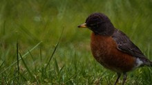 American Robin In Grass Close-up Free Stock Photo - Public Domain Pictures