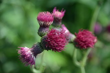 Pink Coneflower And Buds Free Stock Photo - Public Domain Pictures
