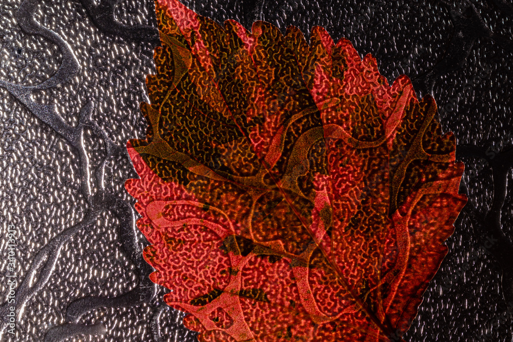 Detalles de hojas rojas de un árbol. Acalypha wilkesiana, Fire Dragon ...