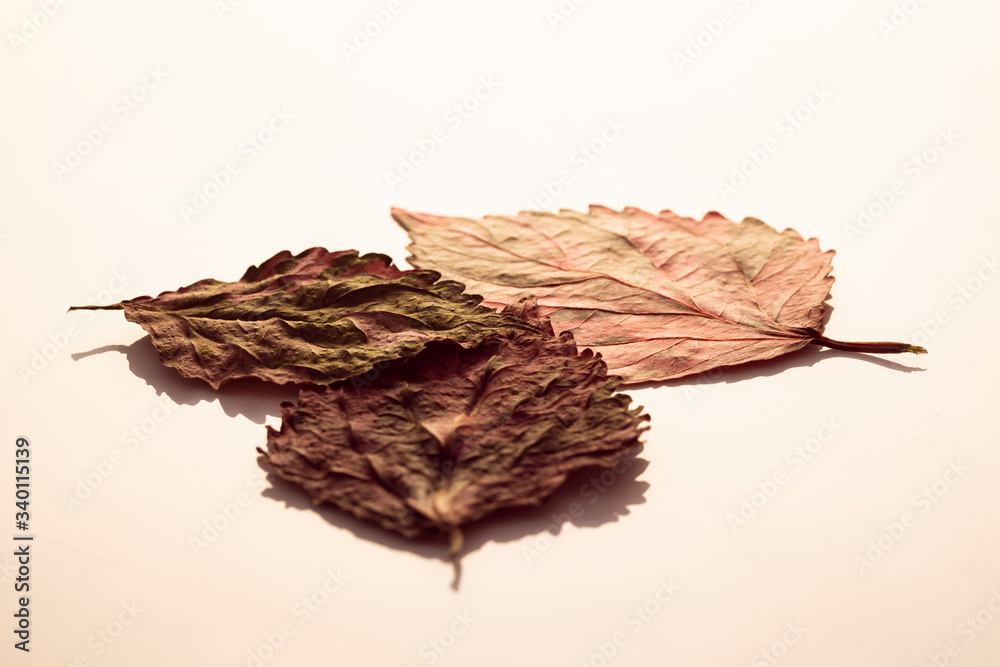 Detalles de hojas rojas de un árbol. Acalypha wilkesiana, Fire Dragon ...