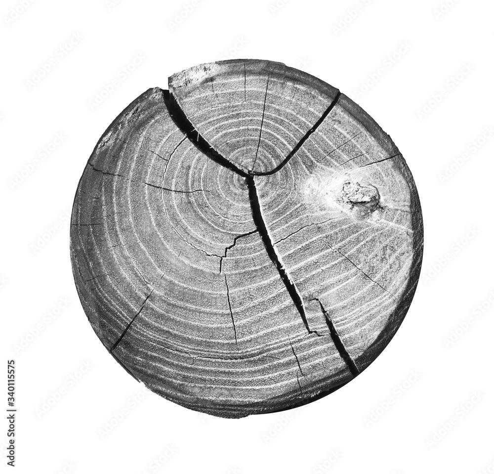 Black and white wood texture stamp art. Detailed tree ring design ...
