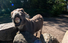 Cry Of The Donkey Free Stock Photo - Public Domain Pictures