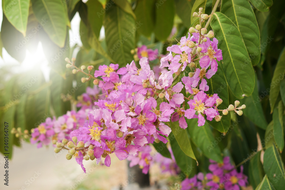 Inthanin flowers are blooming in thailand, Queen’s flower, Queen's ...