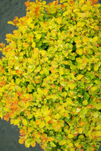 Yellow Spiraea Shrub Free Stock Photo - Public Domain Pictures