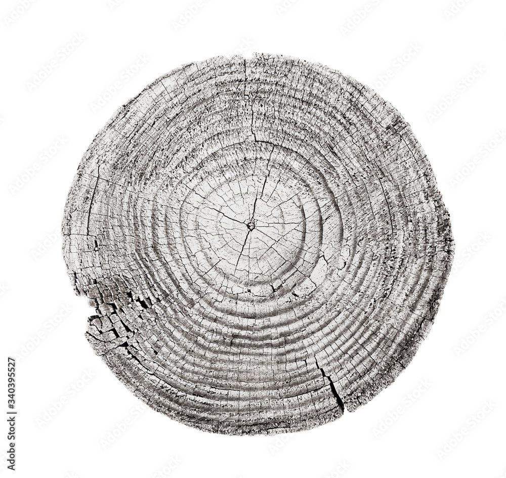 Black and white wood texture stamp art. Detailed tree ring design ...
