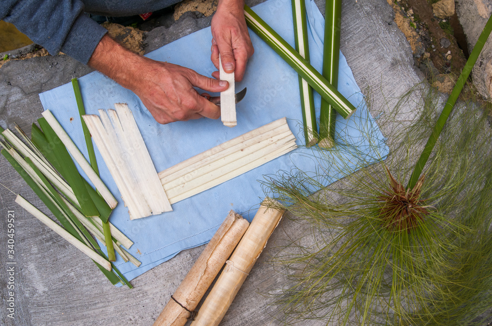 Papyrus paper artisan in Syracuse cutting the stem of a papyrus plant ...