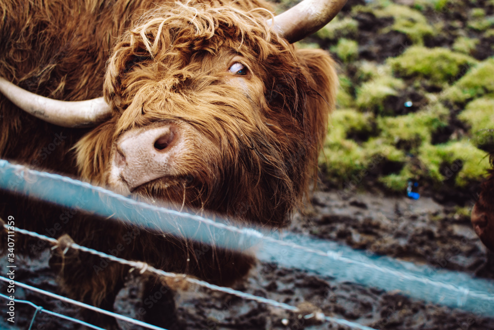 Scotland Scottish Landscape Highland Cows Hairy Cows Loch Lakes ...