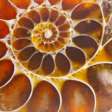 Fossilized Shell Cut In Half Free Stock Photo - Public Domain Pictures