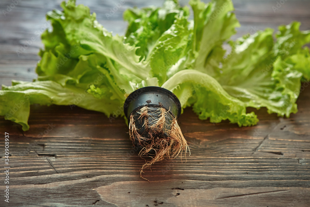 Living salad, a front view. Young summer crispy lettuce in a plastic ...