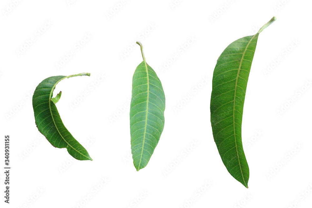 Mango leaves isolated on a white background and clipping path. Stock ...