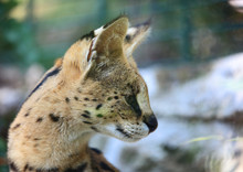 Serval Profile Free Stock Photo - Public Domain Pictures