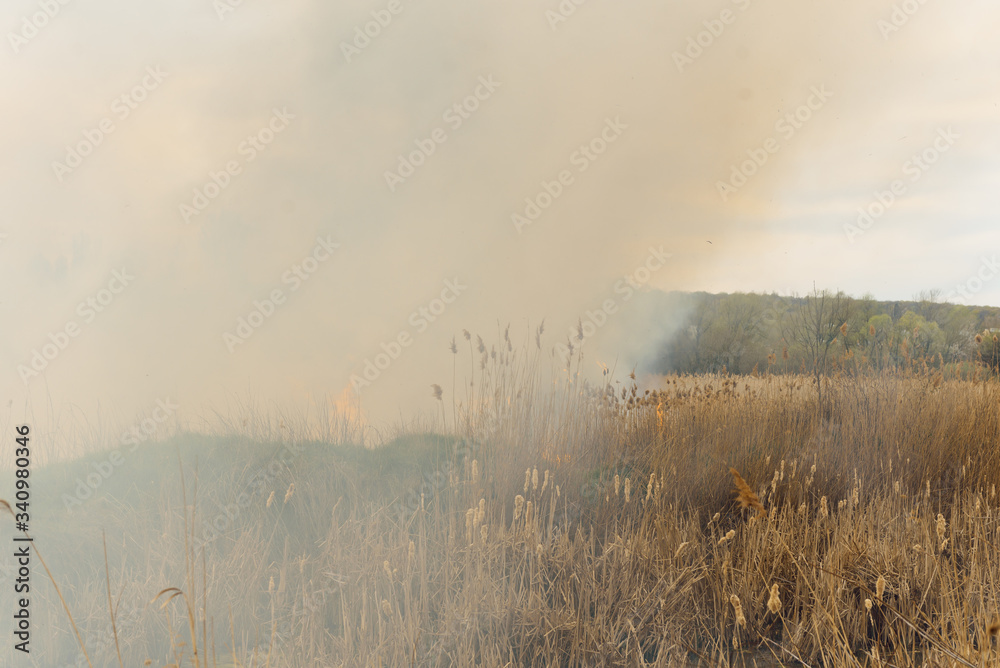 Burning reeds. Nature fire landscape. Devastation of wildlife, human ...