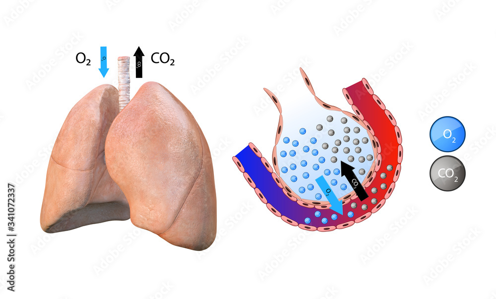anatomy of the lungs, alveoli, gas transfer in the lungs, oxygenation ...
