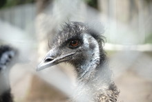 Emu Birds Free Stock Photo - Public Domain Pictures