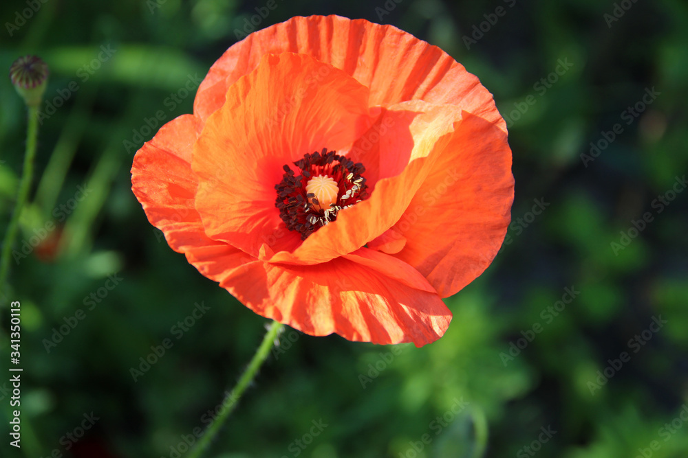 Beautiful gentle poppy flower in the garden. Natural floral background ...