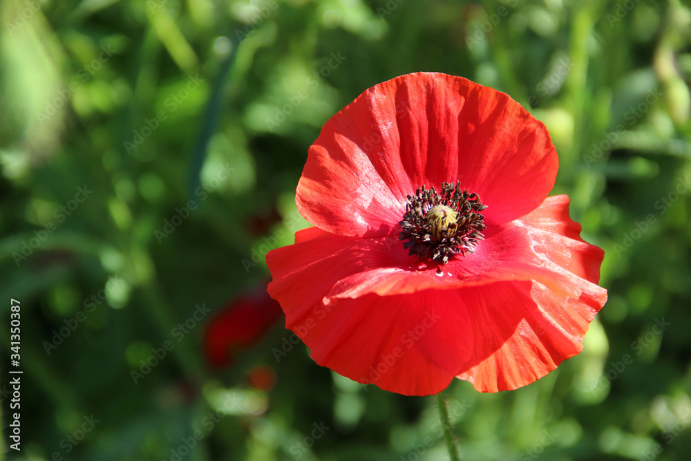 Beautiful gentle poppy flower in the garden. Natural floral background ...
