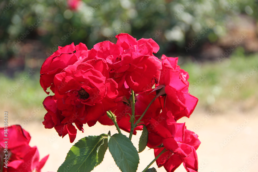 Beautiful tender roses flowers in the garden. Natural floral background ...