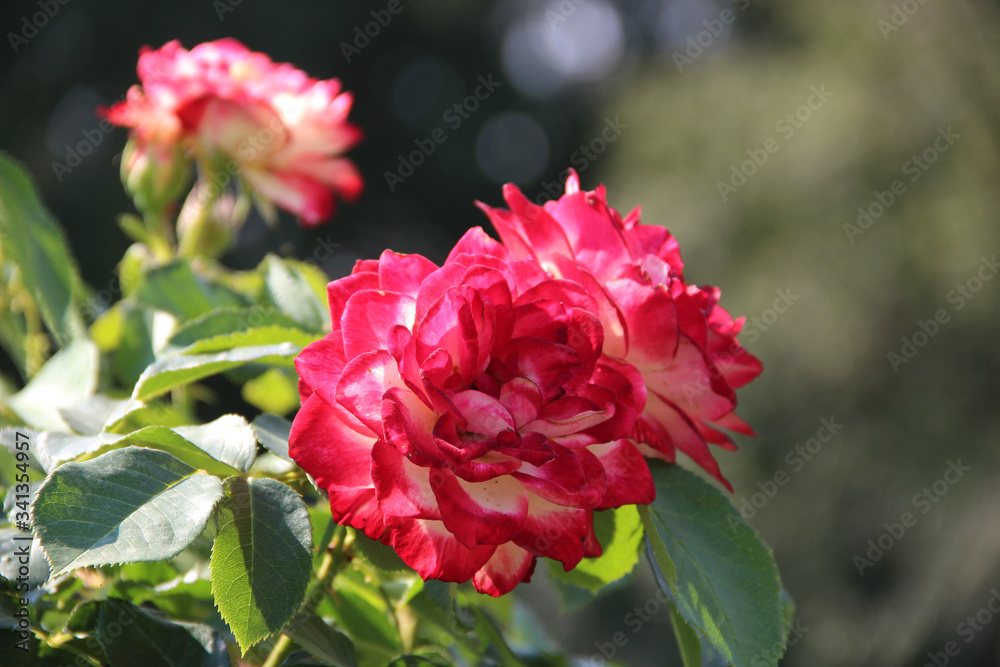Beautiful tender roses flowers in the garden. Natural floral background ...