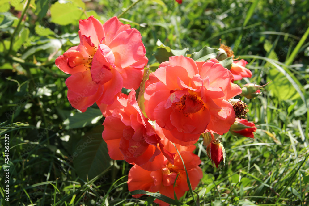 Beautiful tender roses flowers in the garden. Natural floral background ...