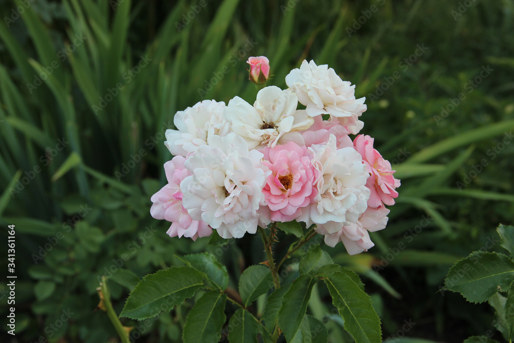 Beautiful tender roses flowers in the garden. Natural floral background ...