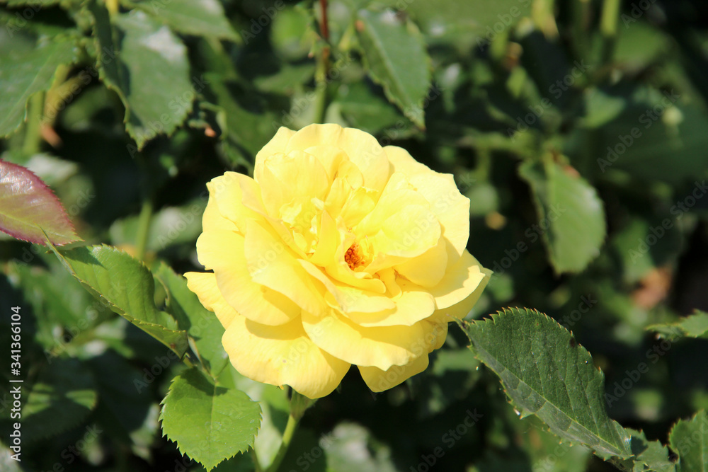 Beautiful floral landscape. Natural macro background. Beautiful pink ...