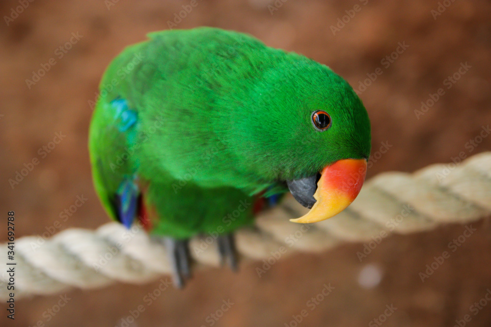 Close up of Eclectus parrot (Eclectus roratus), looking to the camera ...