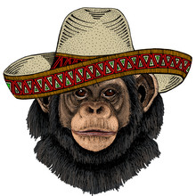 Cinco De Mayo Ape With Taco Free Stock Photo - Public Domain Pictures
