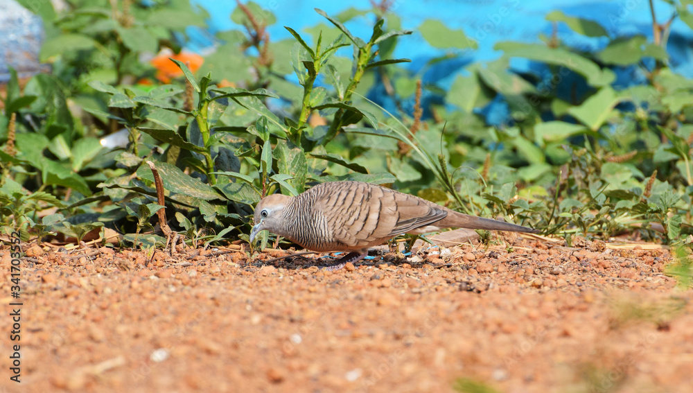 The zebra dove also known as barred ground dove, is a bird of the dove ...