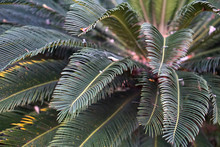 Cycads Free Stock Photo - Public Domain Pictures
