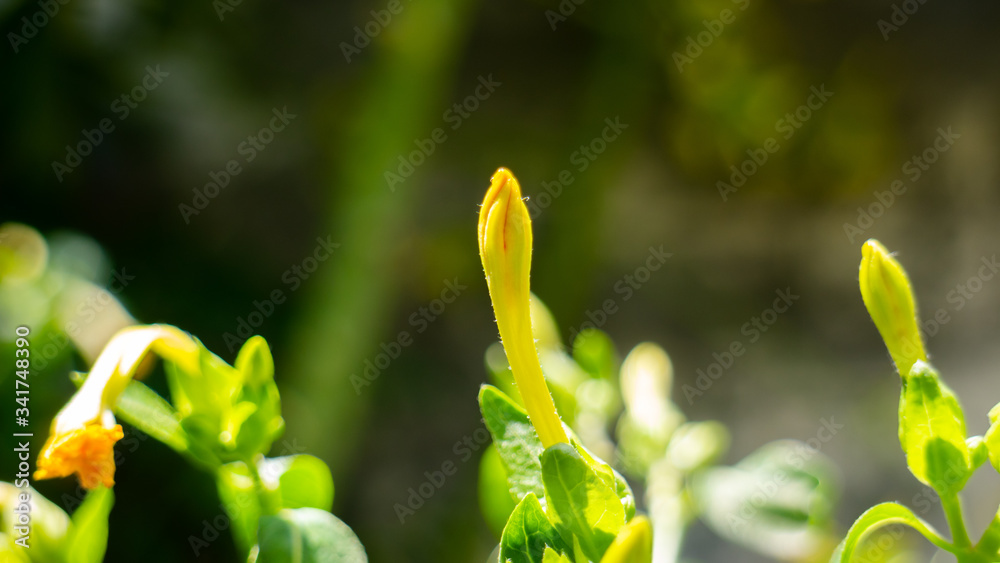 Four o'clock flowers or Bunga pukul empat in Indonesian name, which are ...