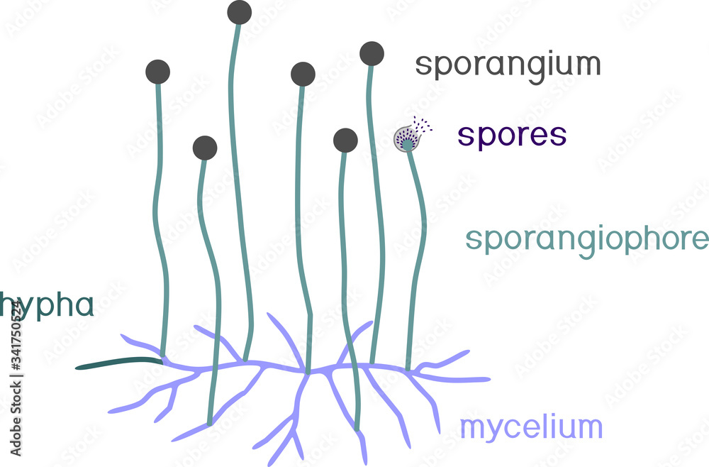 Vector de Stock Structure of Mucor. Mycelium with sporangium isolated ...