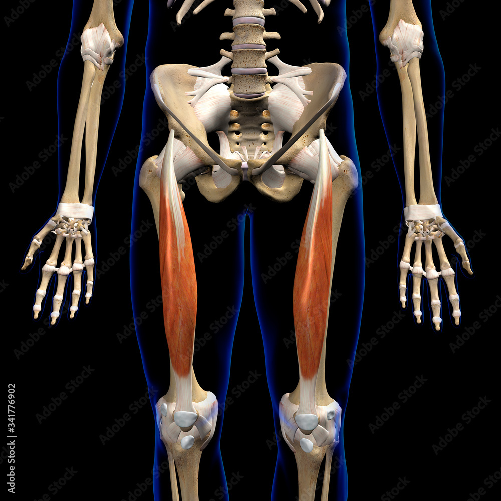 Rectus Femoris Muscle in Isolation Frontal View of Pelvis, Hip and Legs ...