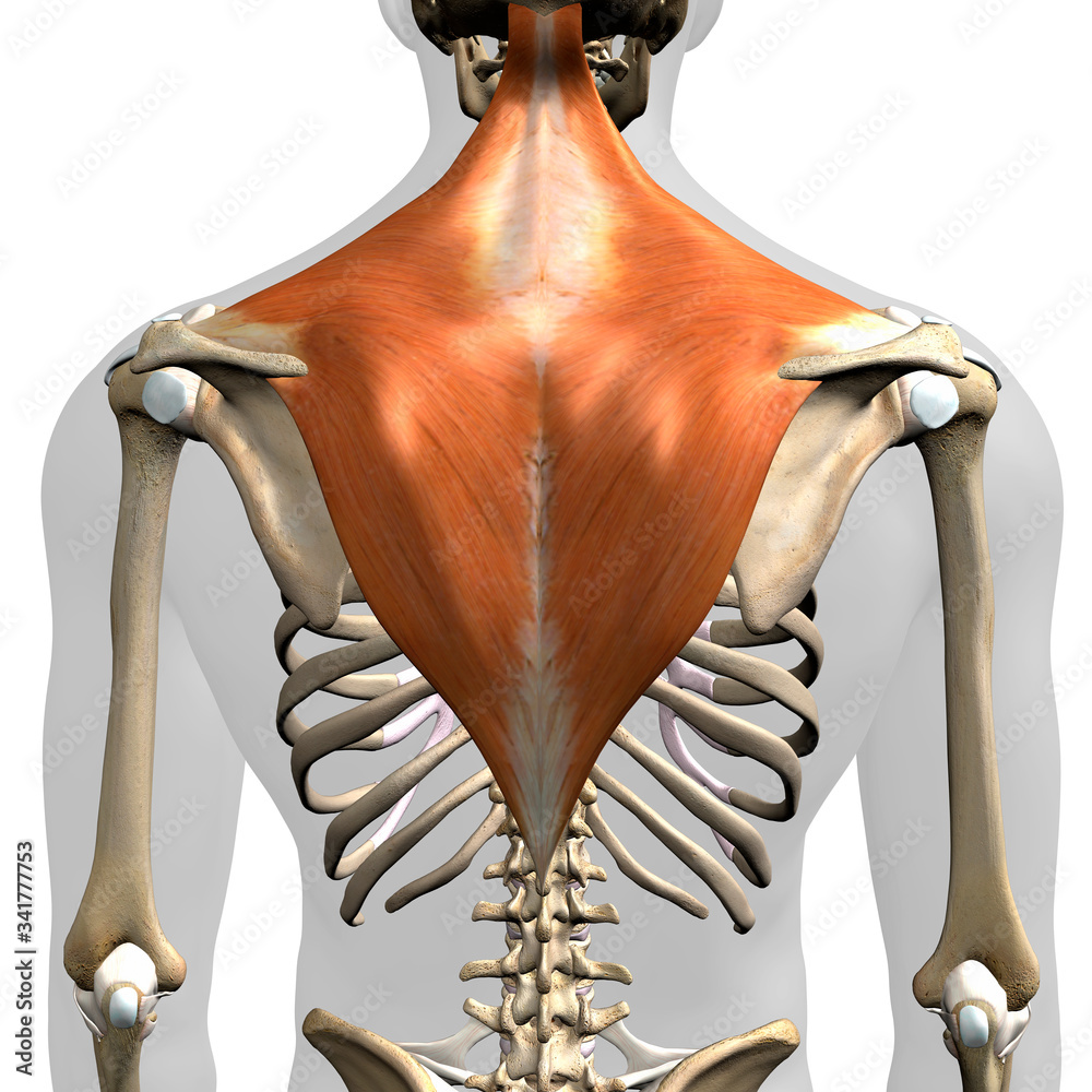 Ilustración de Stock Trapezius Muscle in Isolation Rear View of Upper ...