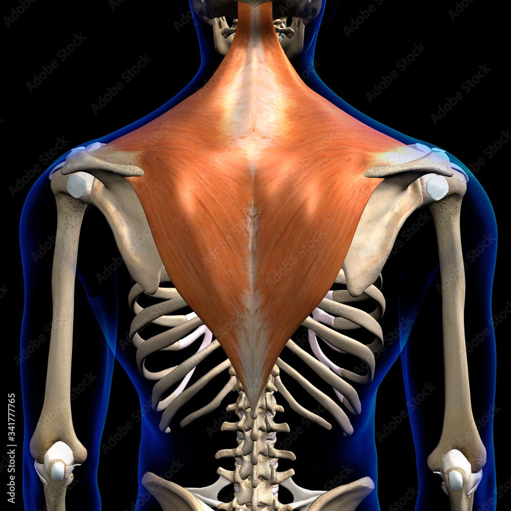 Stock-Illustration „Trapezius Muscle in Isolation Rear View of Upper ...