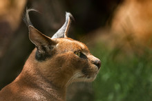 African Serval Cat Close-up Gratis Stock Bild - Public Domain Pictures