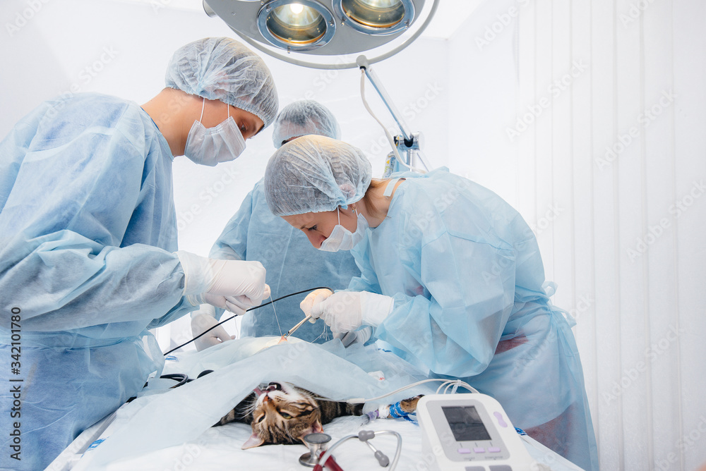 In a modern veterinary clinic, an operation is performed on an animal ...