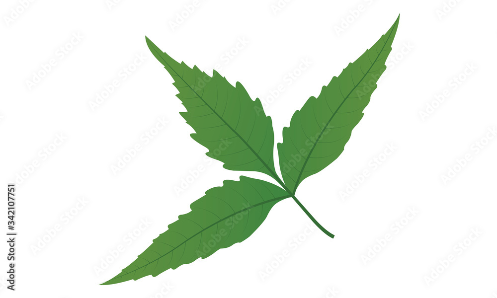 Neem leaves vector illustration Stock Vector | Adobe Stock