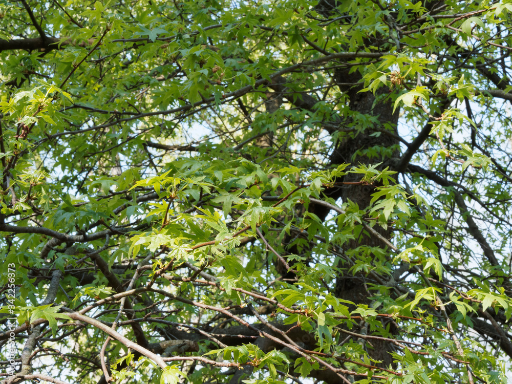 Liquidambar orientalis - Copalme d'Orient ou liquidambar oriental ...