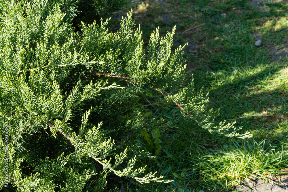 Young growing branches of Cossack juniper Juniperus sabina Tamariscifolia on blurred background ...