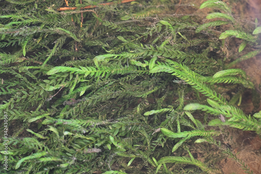 Fontinalis antipyretica, known as the antifever fontinalis moss ...