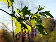 Box Elder Maple Tree In Fall Free Stock Photo - Public Domain Pictures