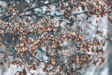 Samara Type Seeds On Tree Free Stock Photo - Public Domain Pictures