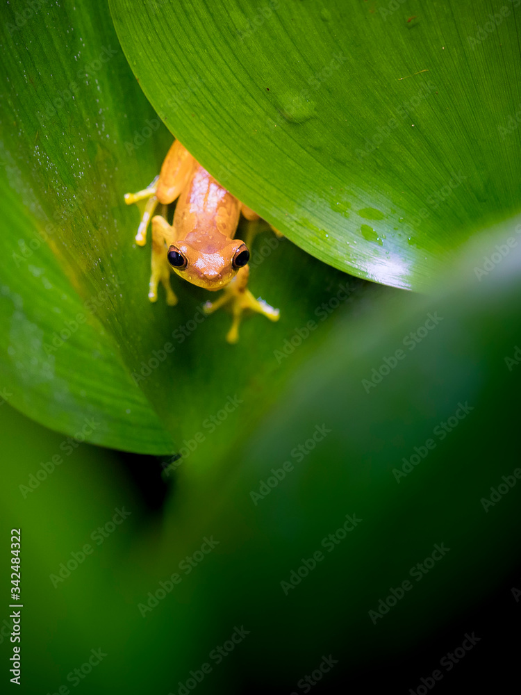 Hourglass tree frog, Dendropsophus ebraccatus, sitting on a leaf. A ...