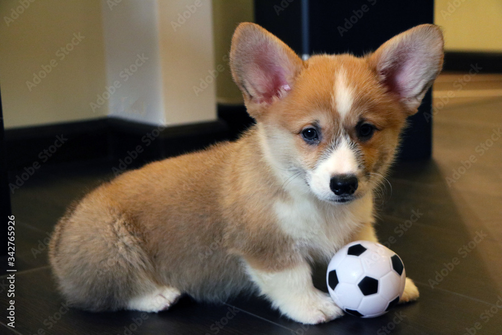 Purebred welsh corgi pembroke dog looking. close-up image. Cute puppy ...